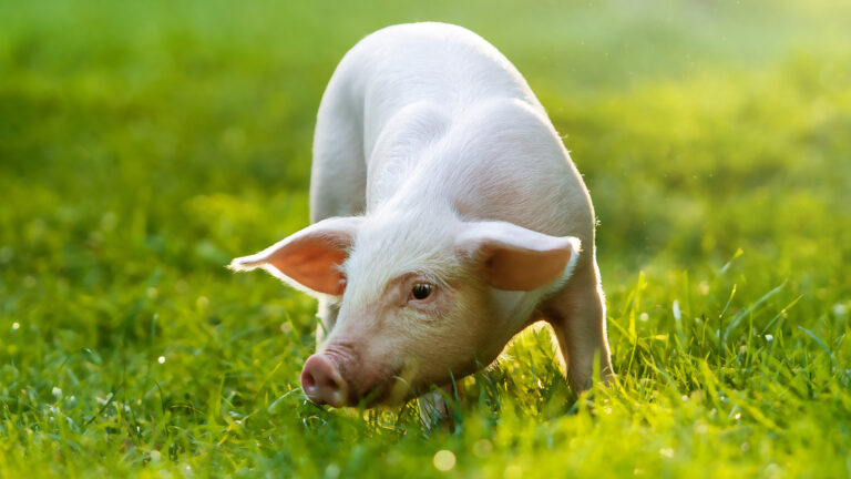 agripro – Dyrevelferd, trivsel og lønnsomhet